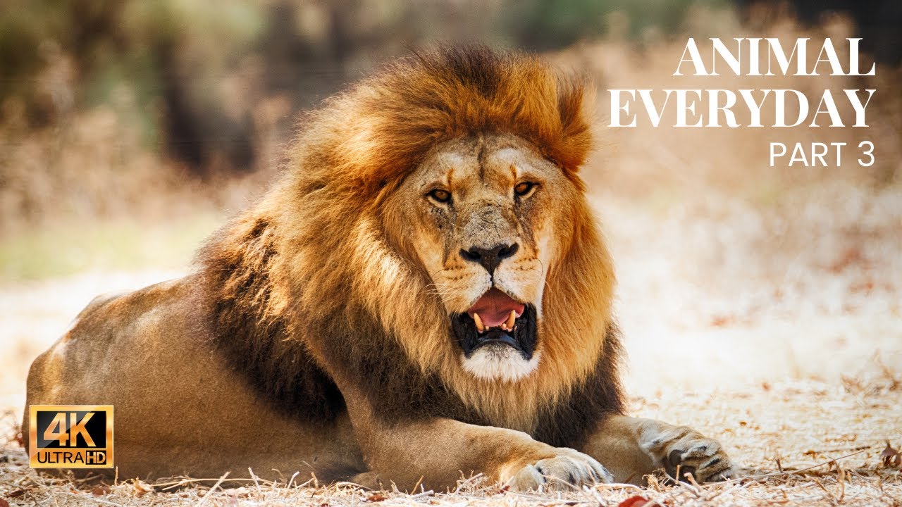 Animal Everyday : Cat, Bird, Lion, Kangaroo, Horse, Monkey, Rhino ...