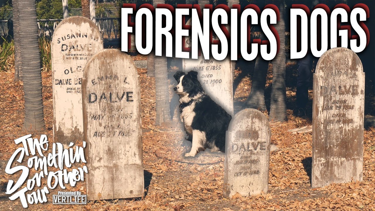 FORENSICS DOGS In A Historic Cemetery - YouTube