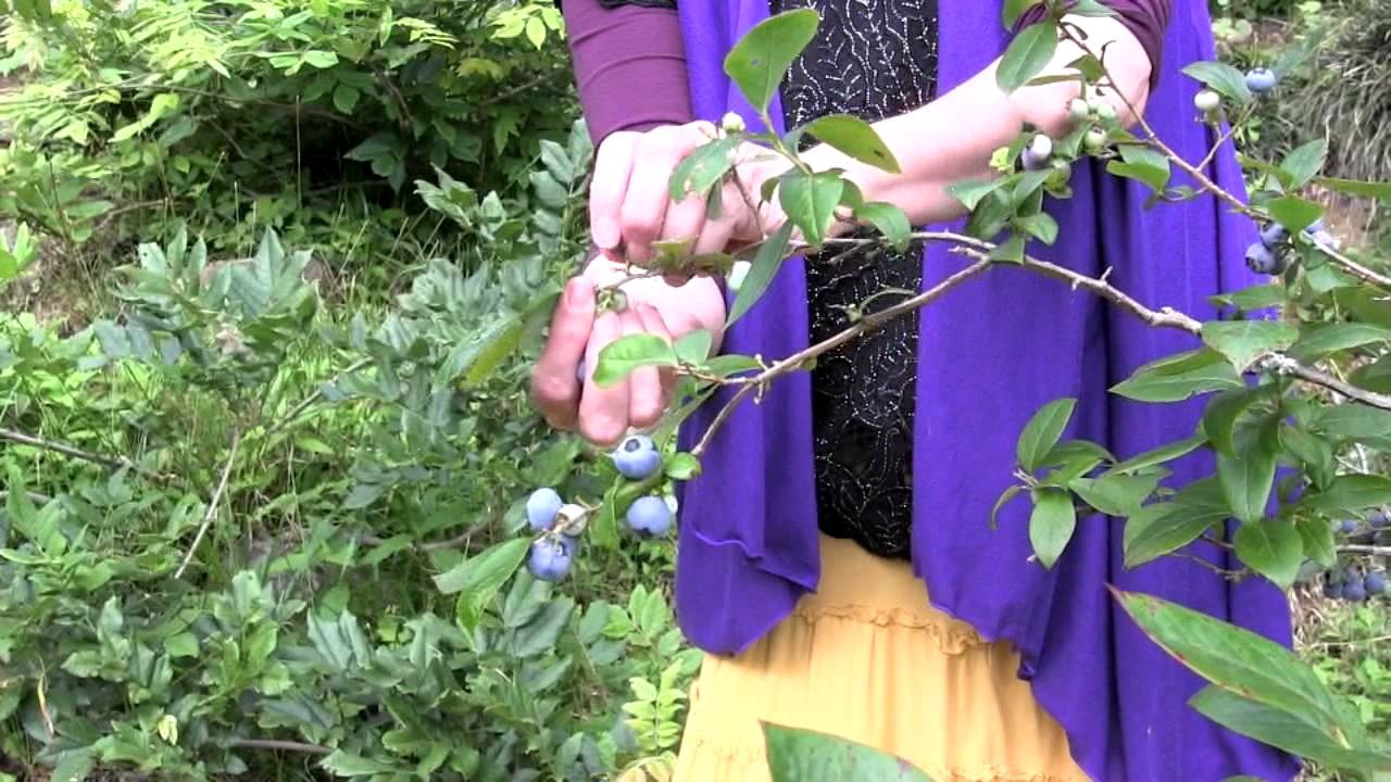 Catrien Ross:Into Wisdom - Energy Doorways to Natural Energy Wisdom 01 ...