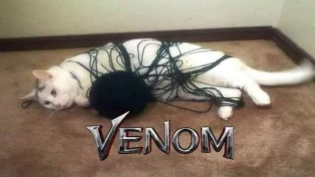 MEMES my CAT dragged in - YouTube