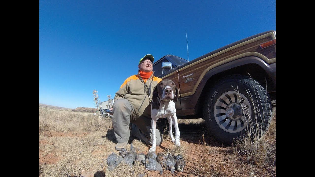 Killer Ellie Covey | Oklahoma Quail Hunting - YouTube