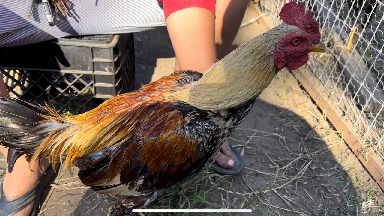 Qaib pama Qi 2023 - YouTube