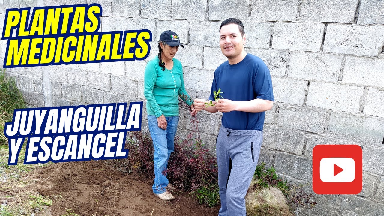 planta medicinal juyanguilla y escancel - YouTube