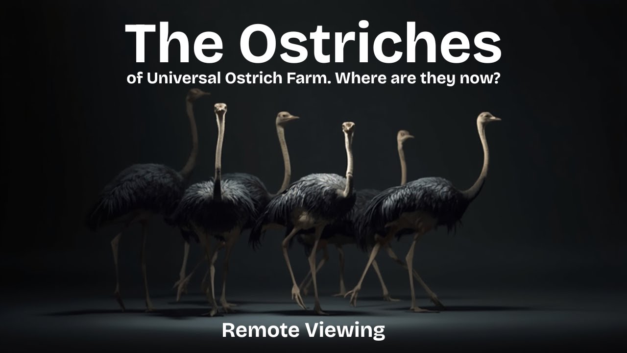 The Ostriches of Universal Ostrich Farm Remote Viewing - YouTube