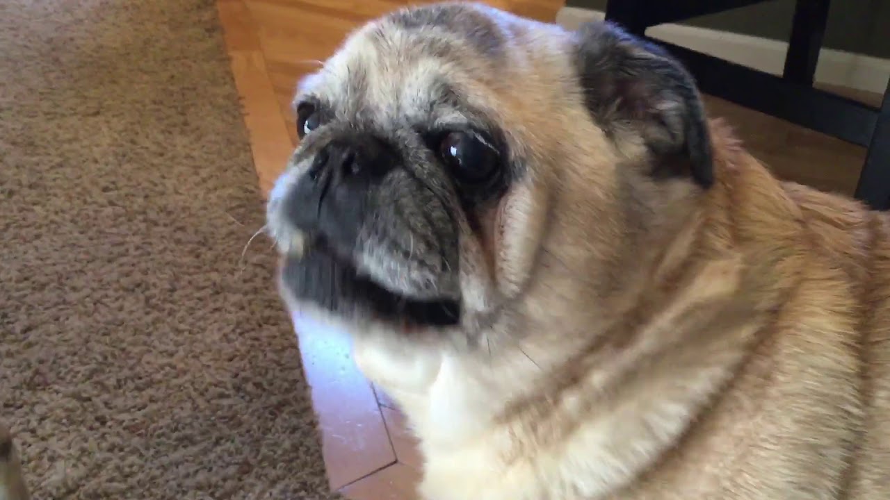 My pugs - YouTube
