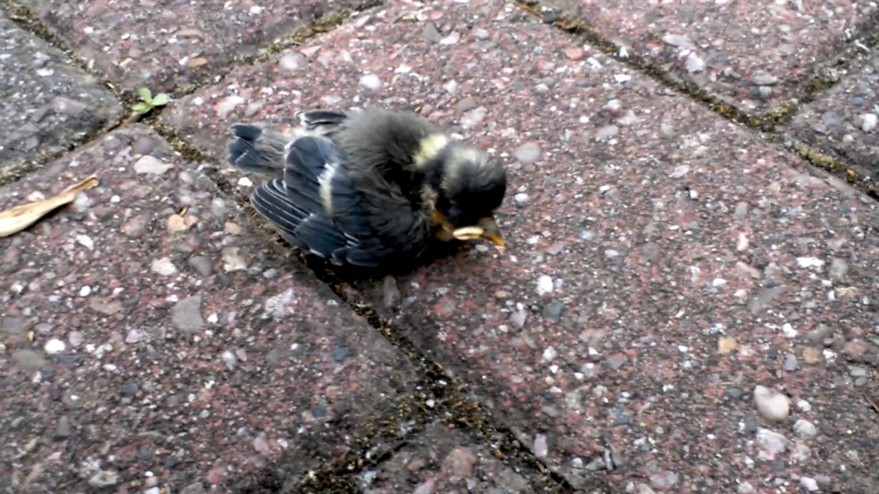 Baby bird chick pt 5 - YouTube