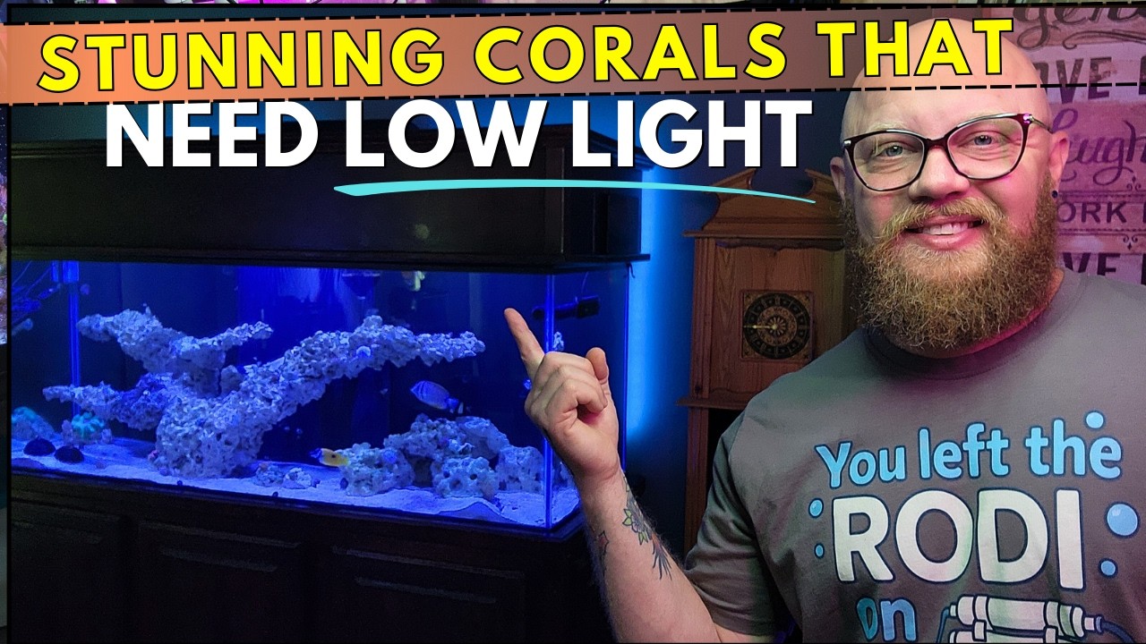 8 STUNNING corals for a low light tank with low PAR - YouTube