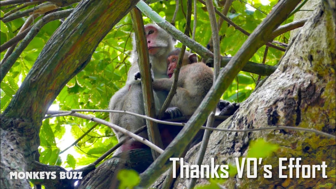 So Sweet Mum Jane Nursing Adult Monkey Janet - Janet Look So Scared At ...