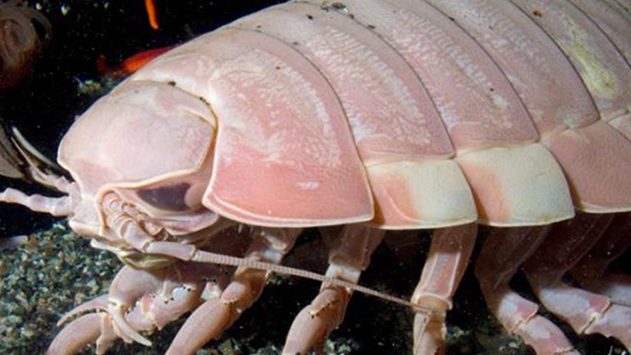 it is real giant isopod hours - YouTube
