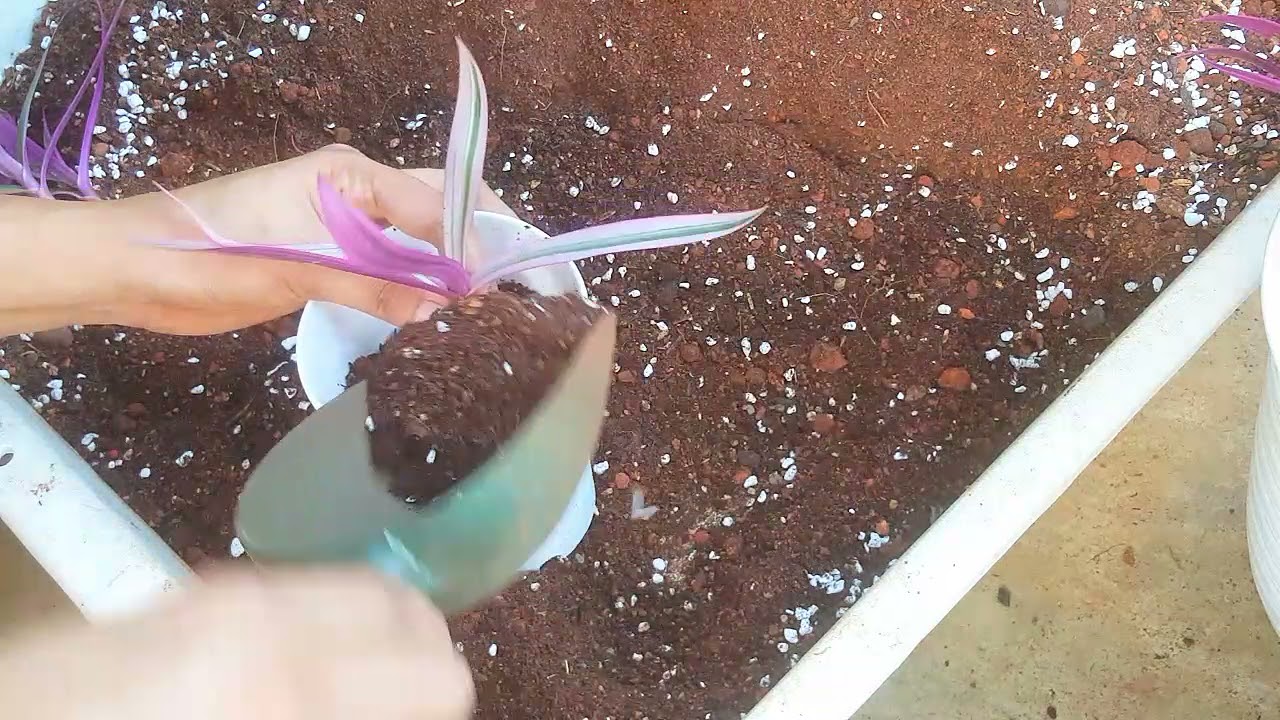 Moses-in-the-cradle | Repotting tips and facts - YouTube