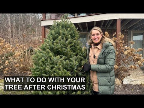 4 Ways to Repurpose Your Christmas Tree After the Holiday 🎄 - YouTube