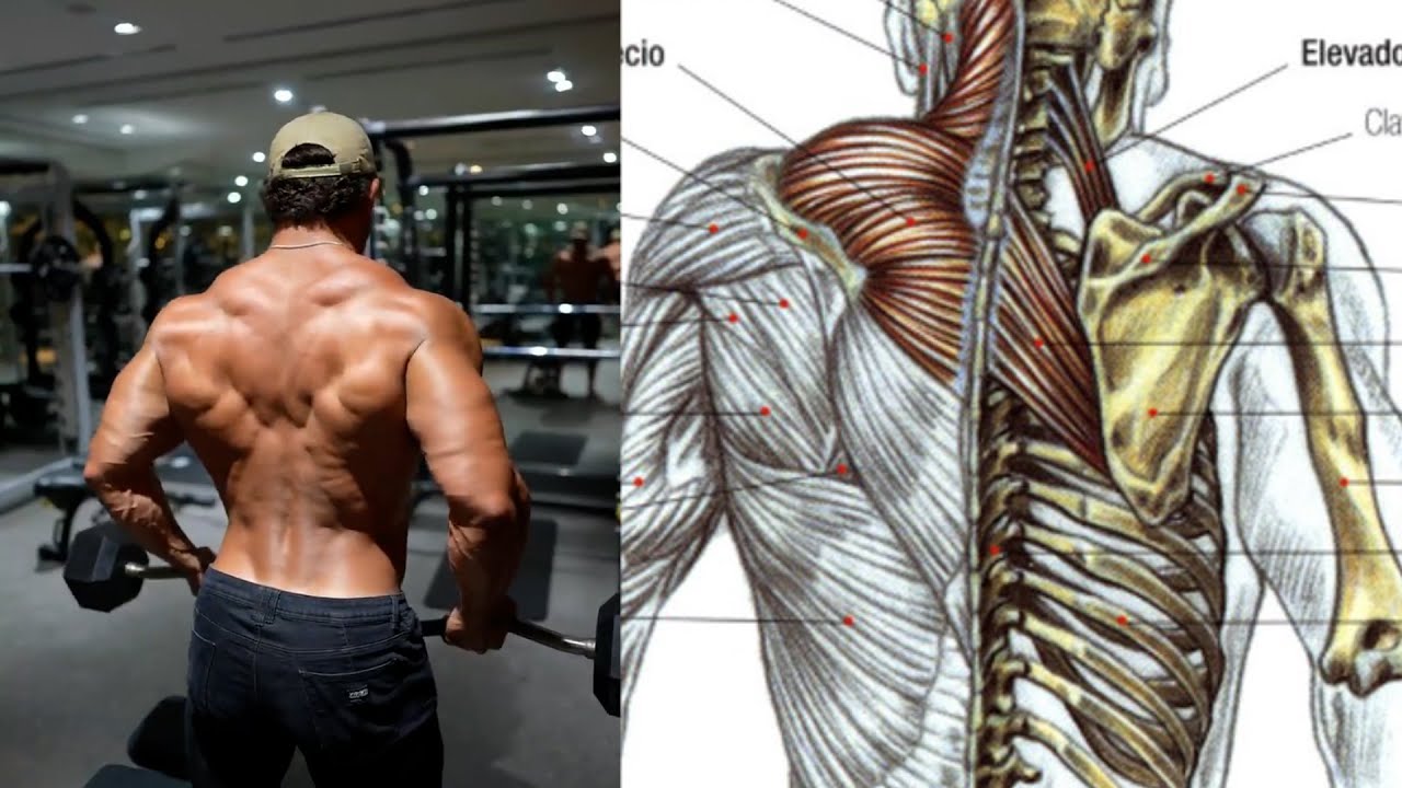 Ejercicios para Desarrollar Hombros y Trapecio - Best Exercises for ...