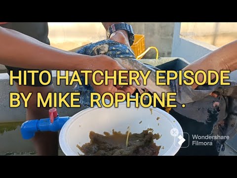 HITO HATCHERY EPISODE BY MIKE ROPHONE... - YouTube