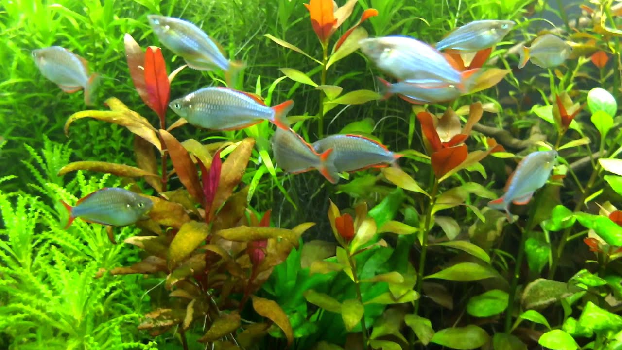 M. Praecox Imponiergehabe - YouTube