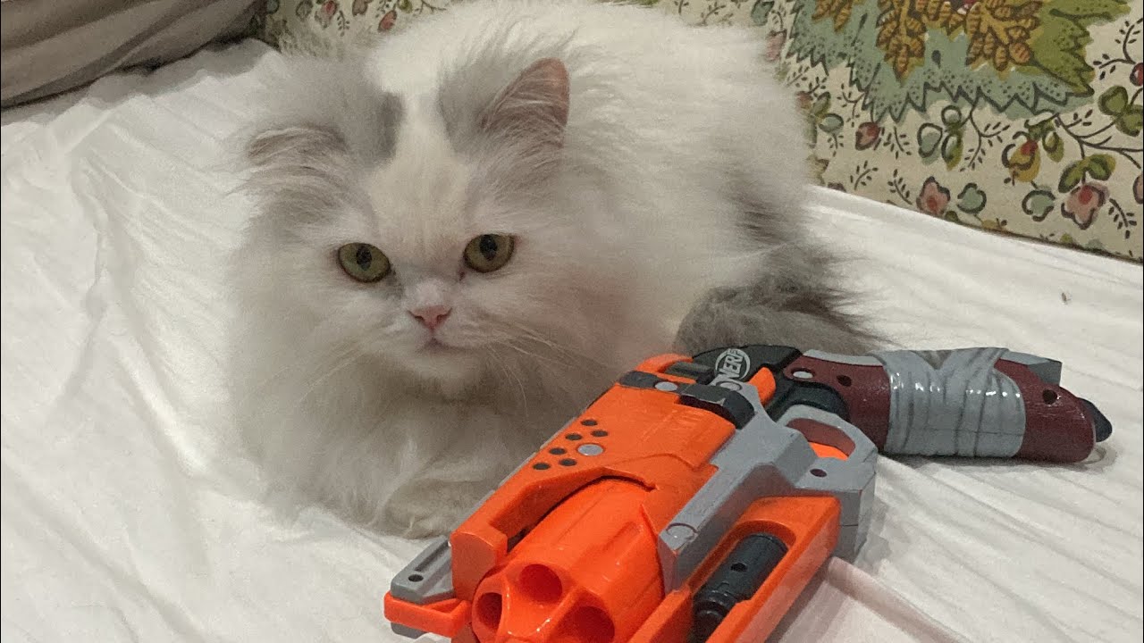 Armed cat spins - YouTube