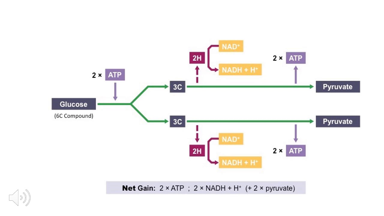 BIO300 Exam III - YouTube