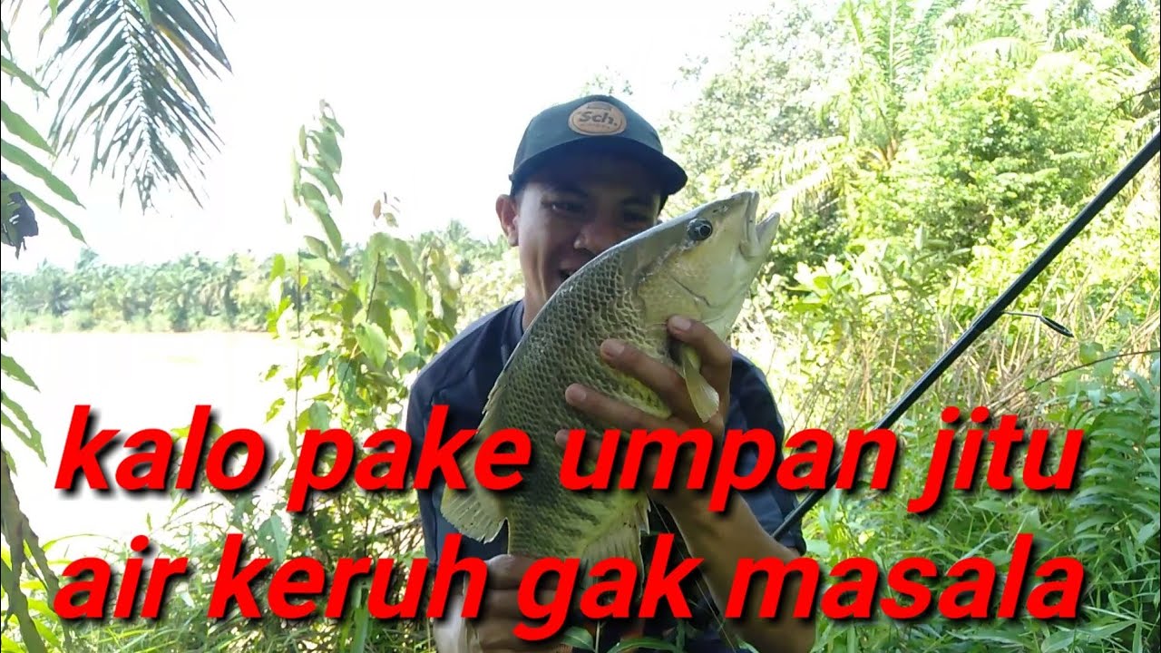 Tarik ikan nawi tompel/Black bass || air yang keruh akibat hujan deras ...