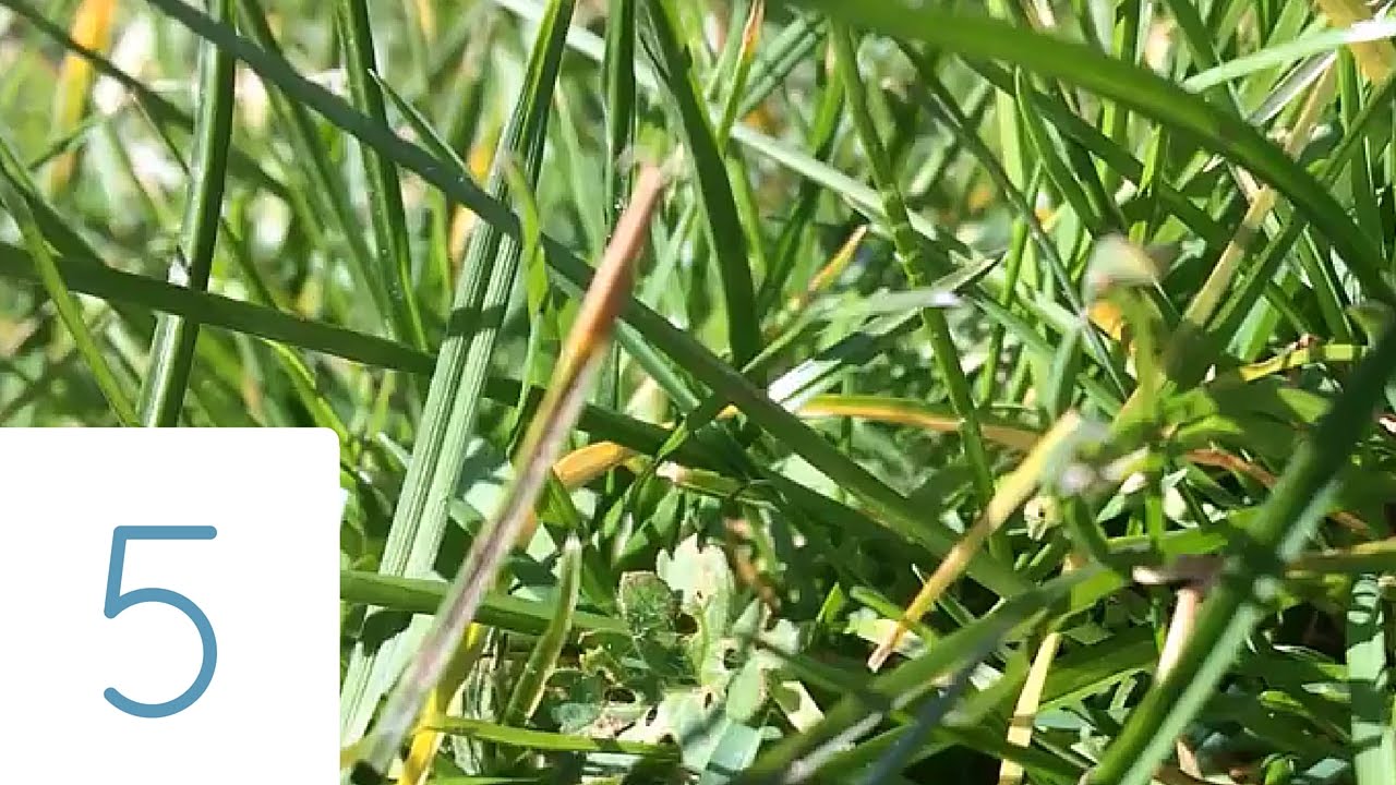 5 minutes of grass - YouTube