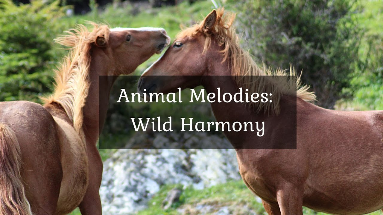 Animal Melodies: Wild Harmony • 4K Video UltraHD - YouTube