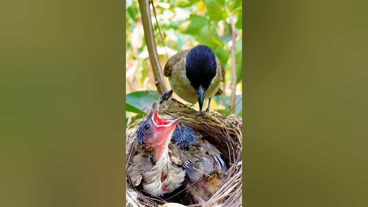 Baby Bird Eats Bugs Mommy Eats Poops #shorts # #babyanimals #birds - YouTube