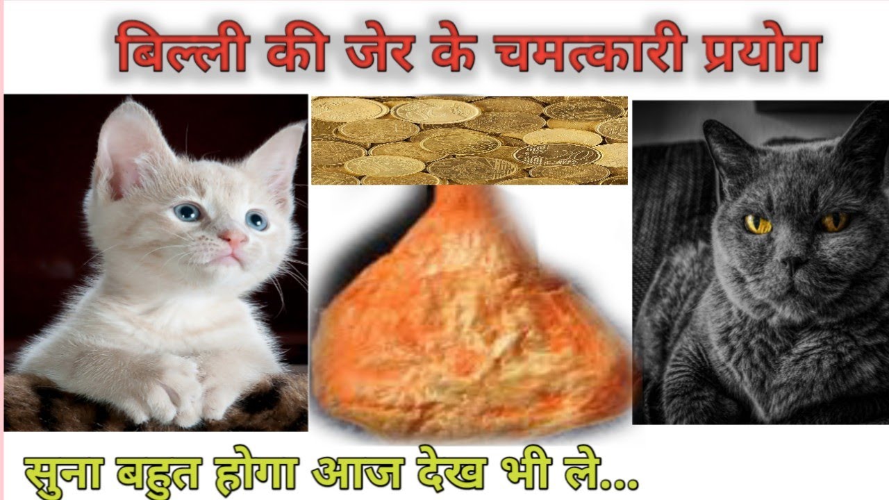 kali billi ki jer, original billi ki jer, billi ki jer ki puja vidhi in ...