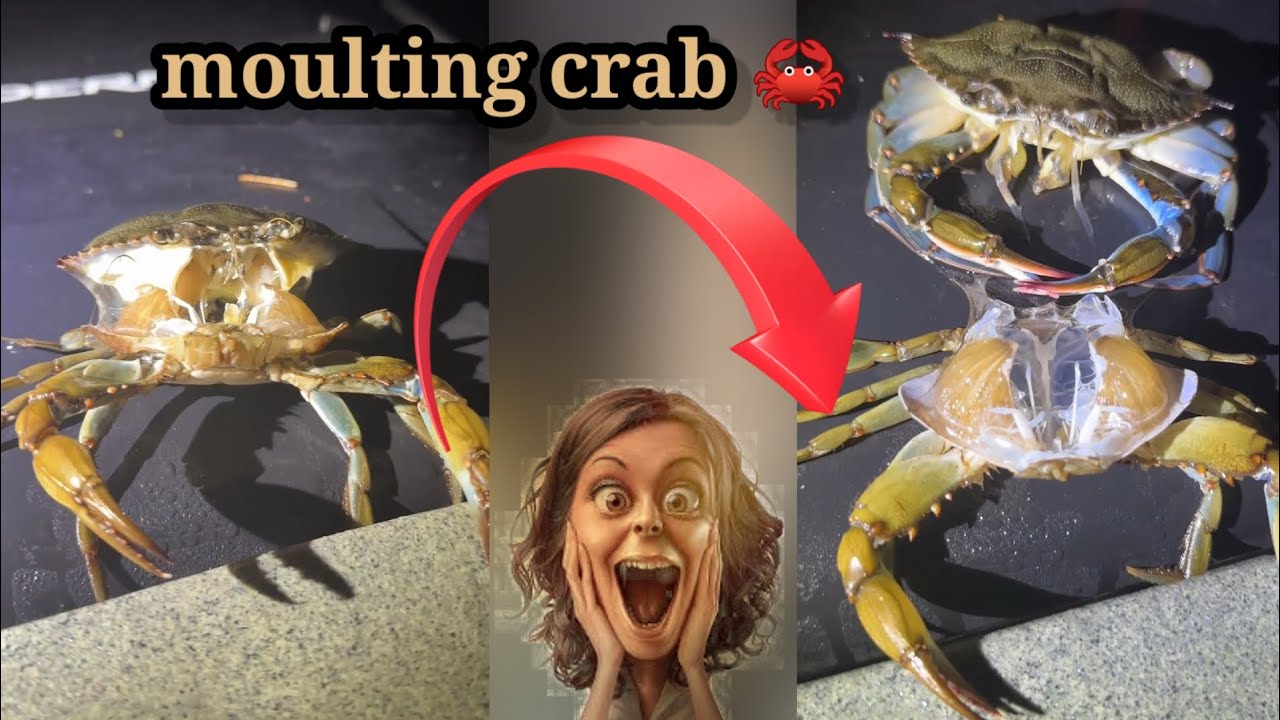 moulting crab🦀 ll crab ecdysis ll crab metamorphosis ll how crabs shed ...