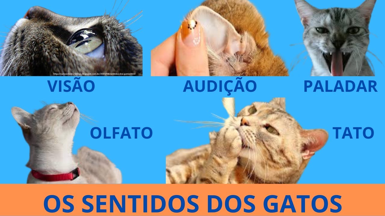 OS SENTIDOS DOS GATOS - YouTube