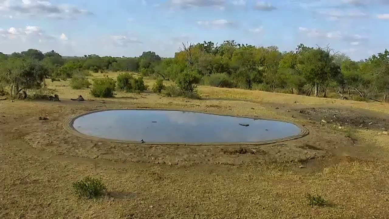 SANParks Orpen Camp Camera - Kruger National Park - South Africa. - YouTube