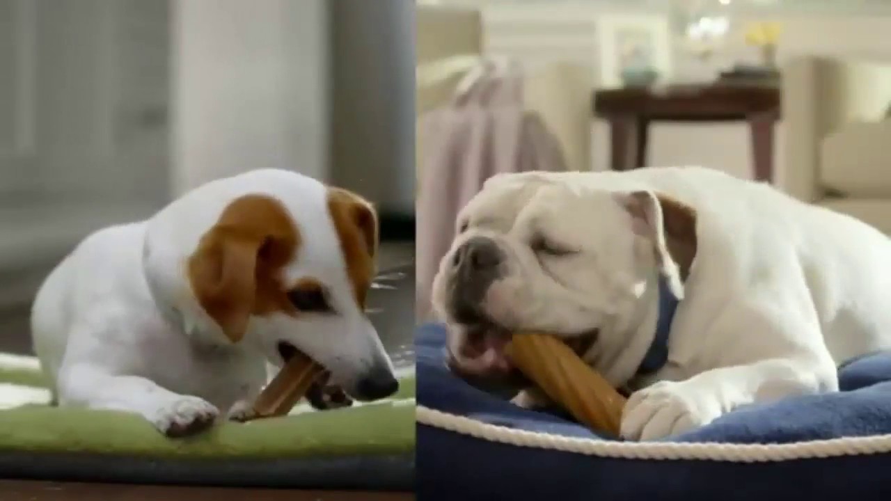 The 5 Funniest Dog Smile Pedigree Exciting Commercials - YouTube