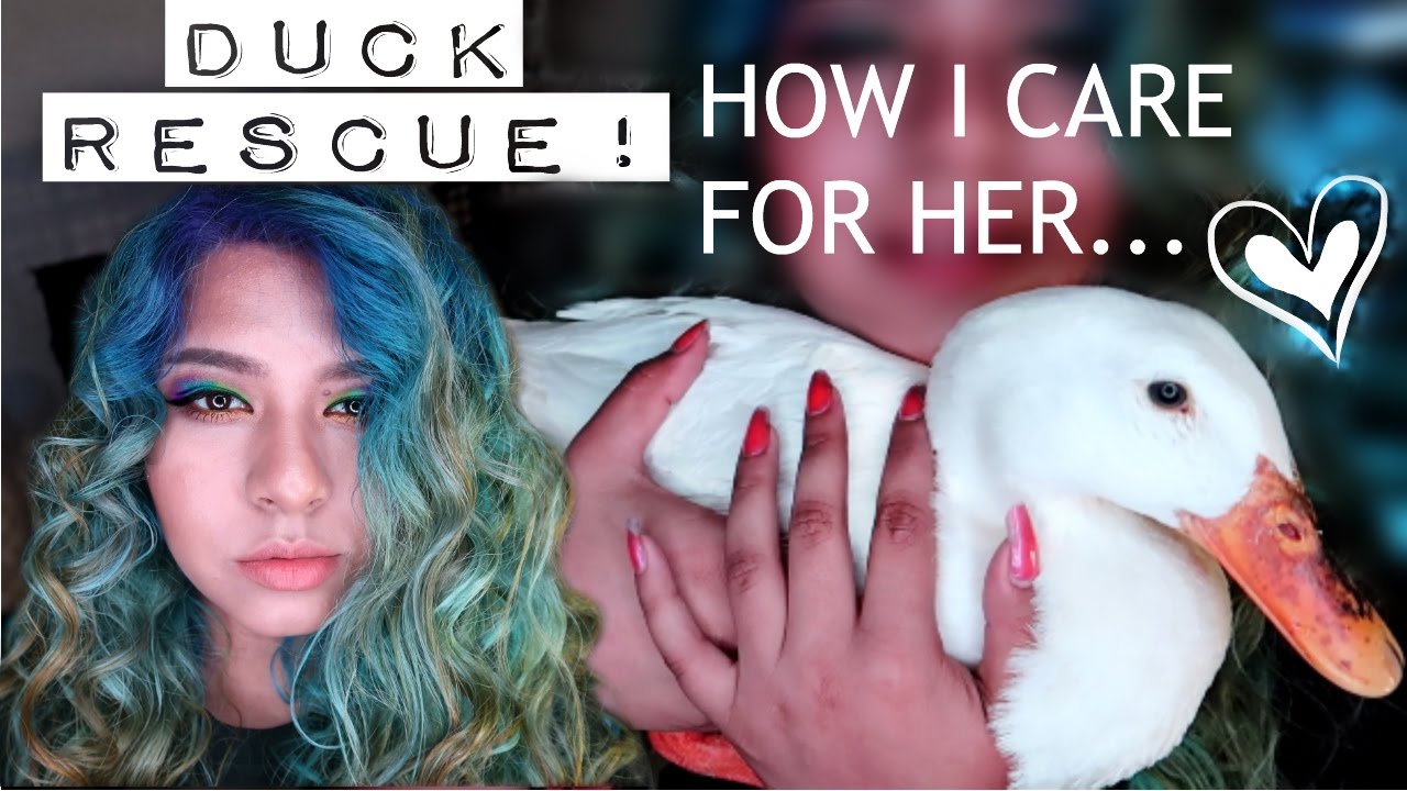 MEET MY INDOOR DISABLED DUCK! RESCUE STORY (TSABS ep.1) - YouTube