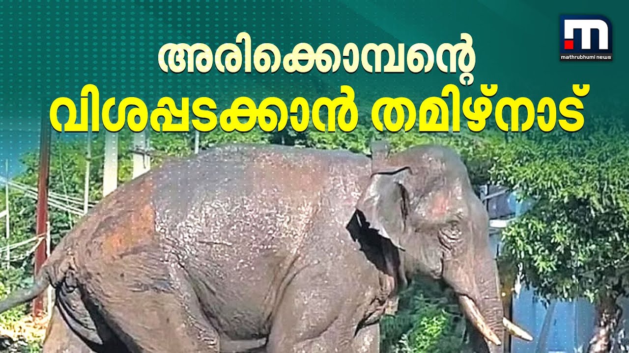 അരിക്കൊമ്പന്റെ വിശപ്പടക്കാൻ തമിഴ്നാട്; കാട്ടിൽ അരിയും ചക്കയും വിതറി ...