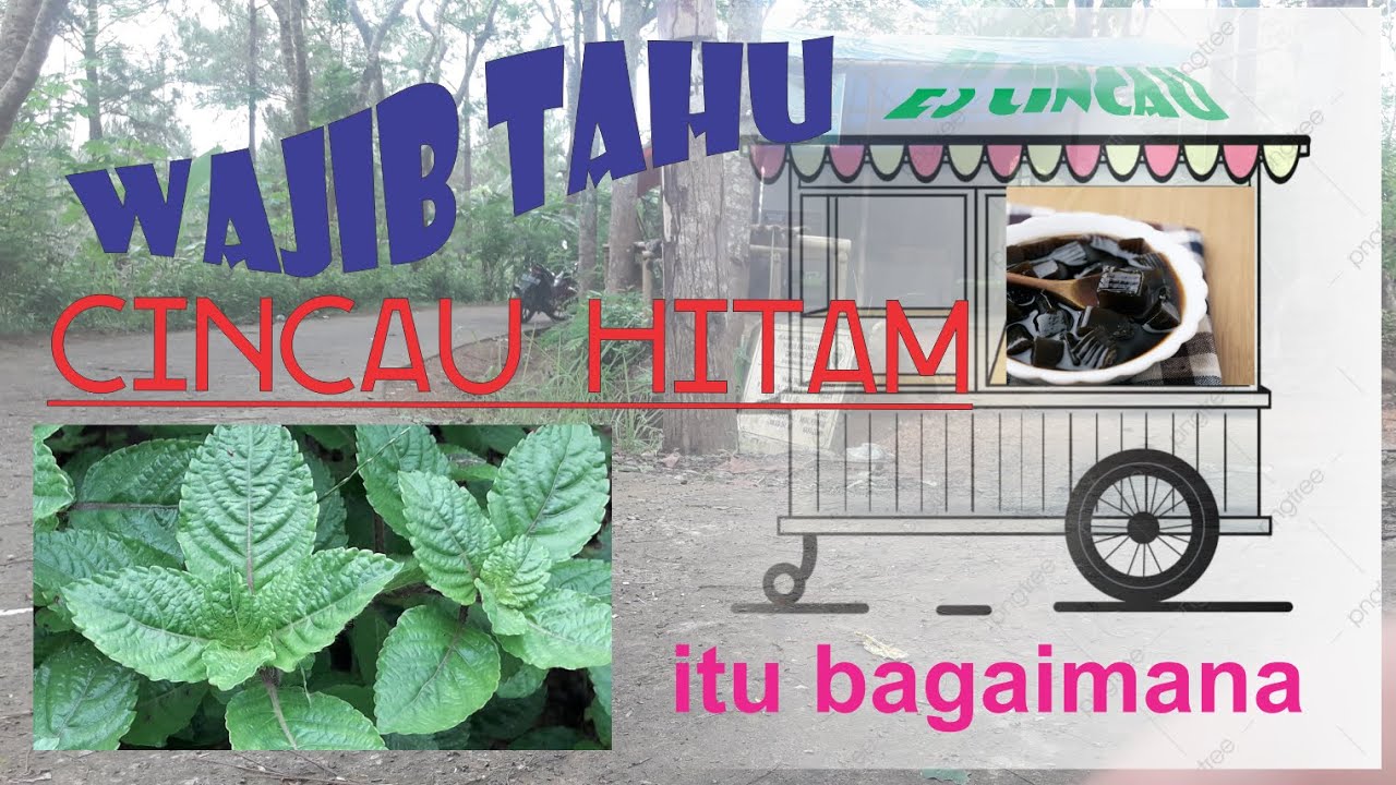 Ciri cincau hitam atau janggelan wajib dikenali dan tanaman yang mirip ...