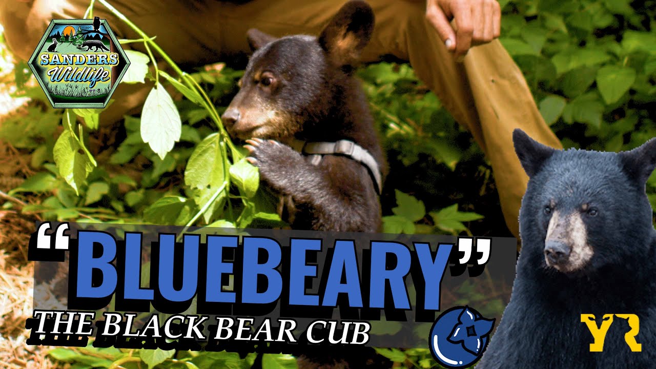 Bluebeary the Baby Bear Cub! - YouTube