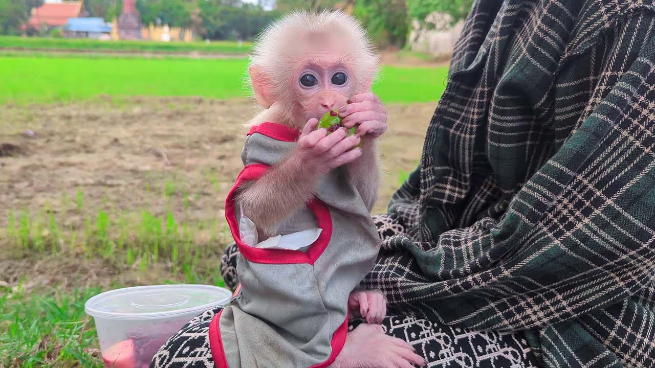 Teaser from baby monkey Lyon. | Monkey Media. - YouTube
