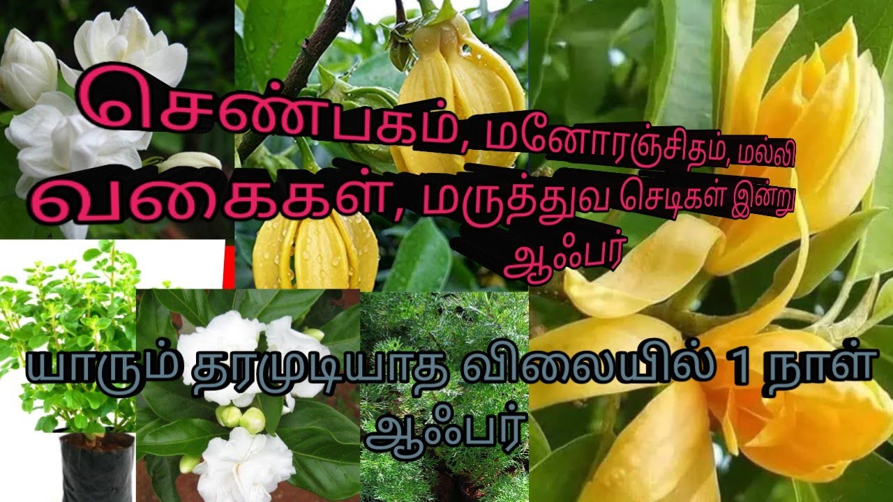 4th day offer medicinal plants, senbagam,manoranjitham#jamine#verities# ...