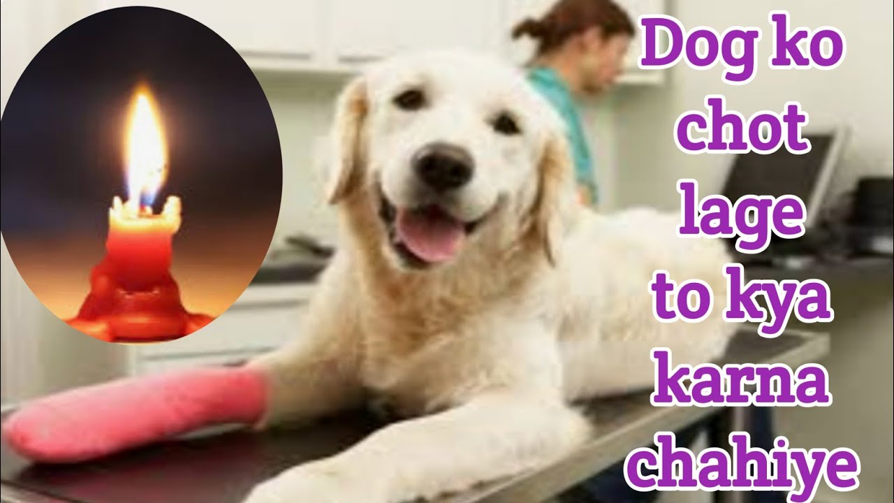 Dog ko chot lage to kya karna chahiye,कुत्ते को चोट लग जाने पर क्या करें, डॉग के पैर में दर्द ...