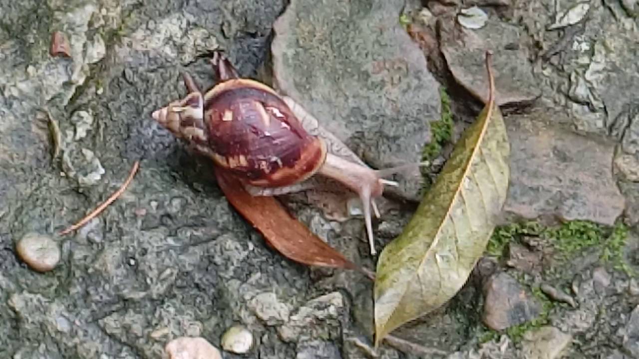 How does snails move. - YouTube