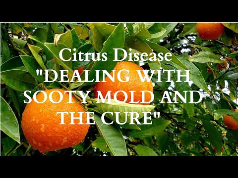 What Insects Cause Black Sooty Mold On Tree Trunk