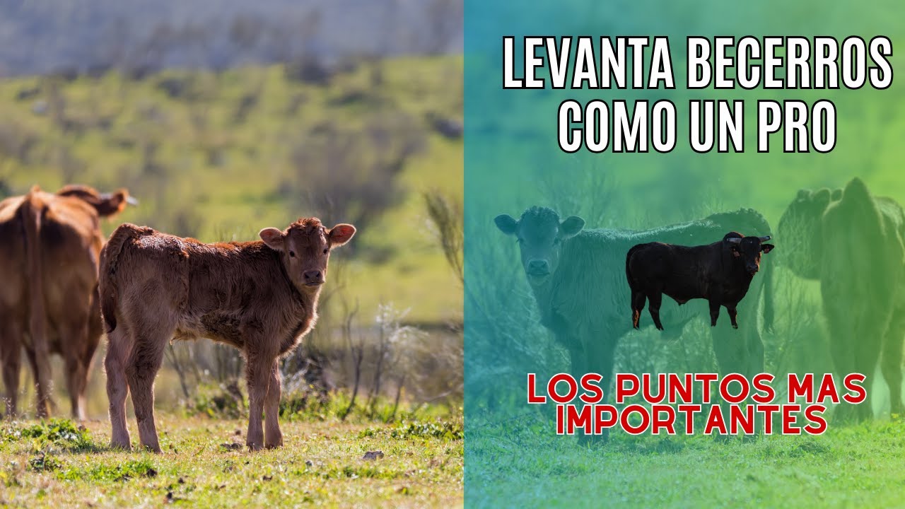 "¡Increíbles Secretos para Levantar Becerros como un PRO! 🐄🌟" - YouTube