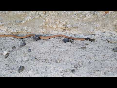 YILAN BANA SALDIRDI (AZ KALSIN ÇEKTİĞİM SON VİDEO OLACAKTI) | THE SNAKE ATTACKED ME