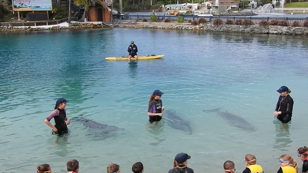 Gold coast . Sea World Dolphin show - Queensland Australia - YouTube