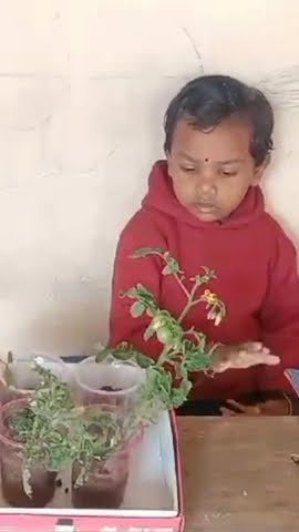 Science exhibition of LKG students - YouTube