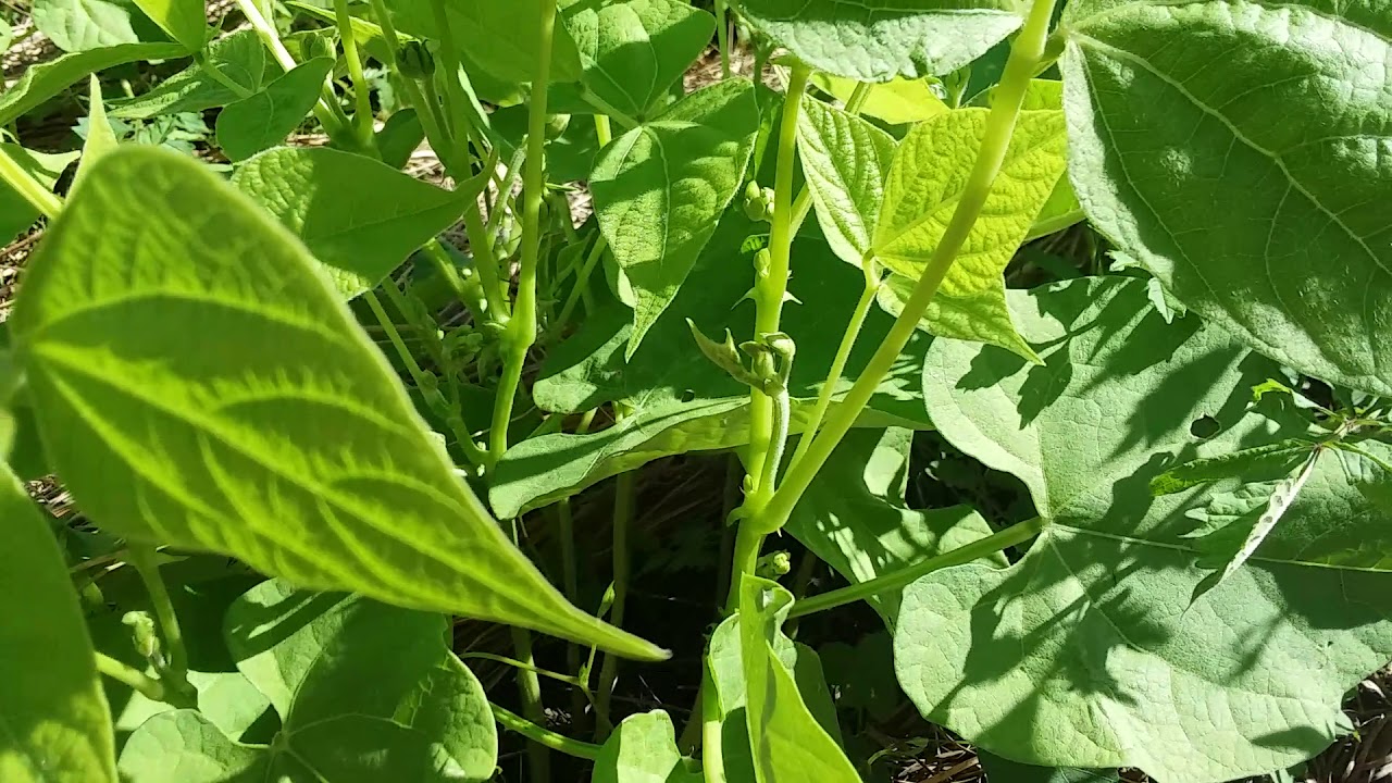 Contender Green Bean - YouTube