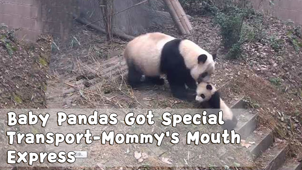 【Panda Theme】Baby Pandas Got Special Transport-Mommy's Mouth Express ...
