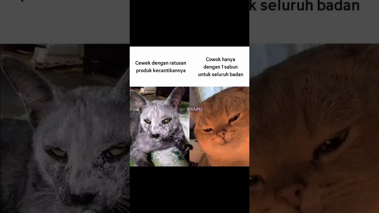 MEME HARIAN 3 #memeindonesia #meme #ytshorts - YouTube