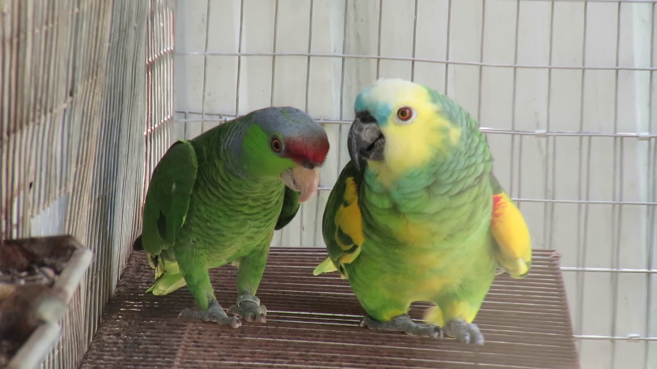 Lilac Crowned & Blue Fronted Amazon Pair & 2nd Blue Front Panting from ...