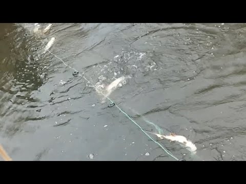 Ağ ile efsane balık avı 💦#fishing #balık #doğa