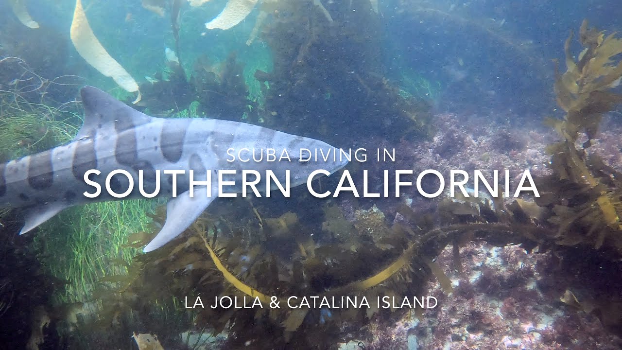 Scuba Diving in Southern California - YouTube