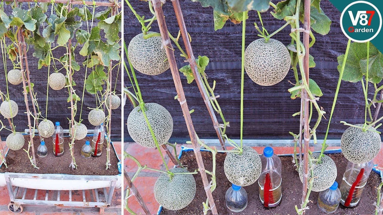 Idea to Grow Melon in Container from Seed to Harvest | Reuse Soil - YouTube