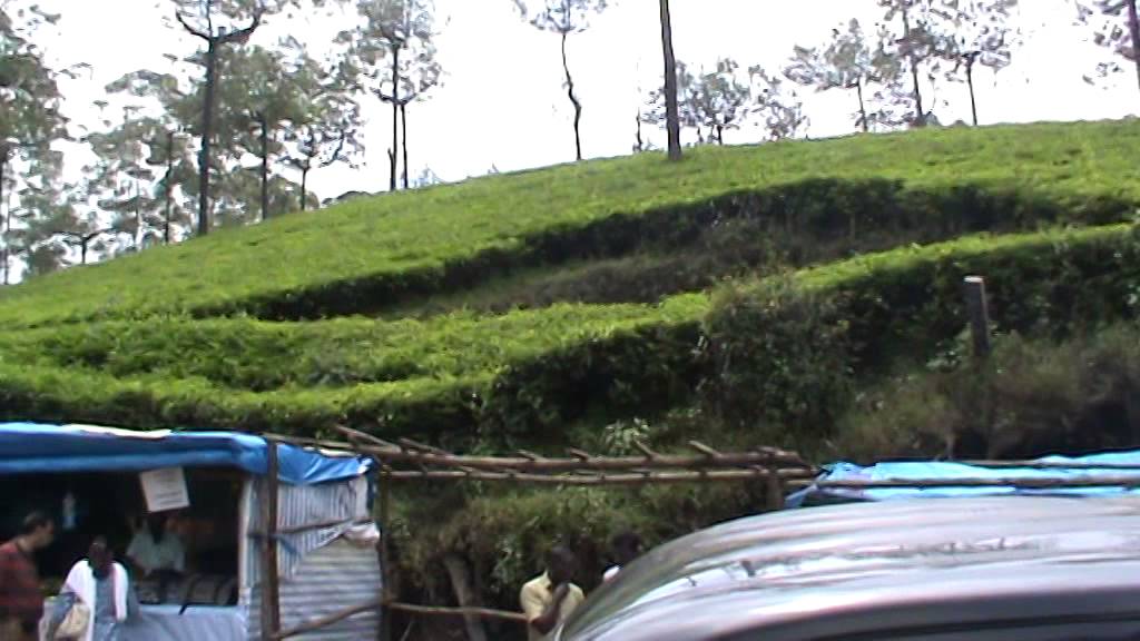 Munnar Local Trip- Tea Gardens , Madupetty Dam - YouTube